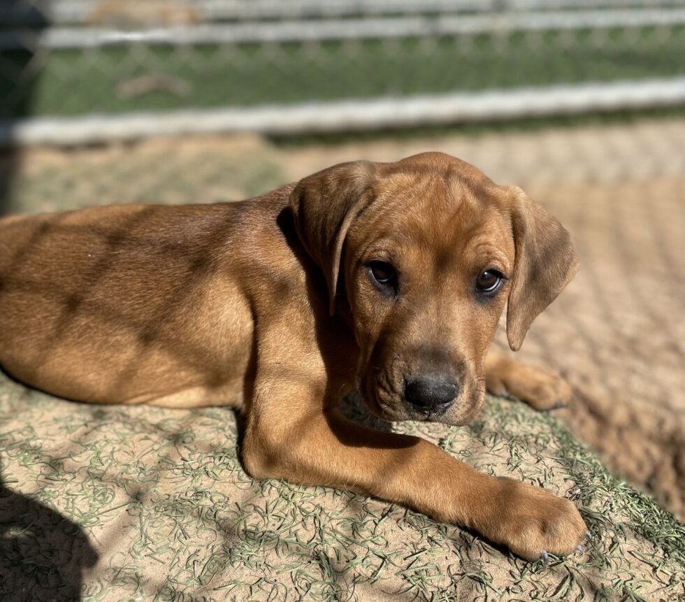 Straydog – A NO-KILL DOG SHELTER AND SANCTUARY